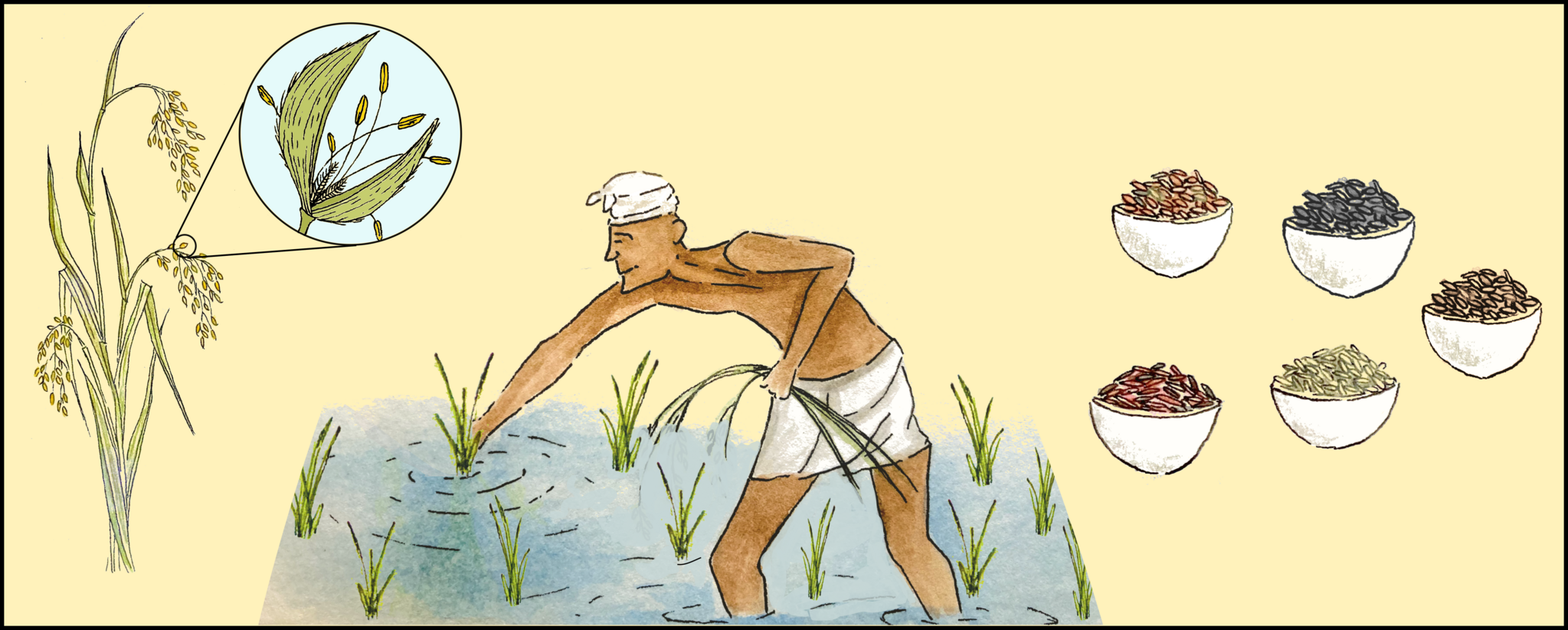 iThink Biology: Rice