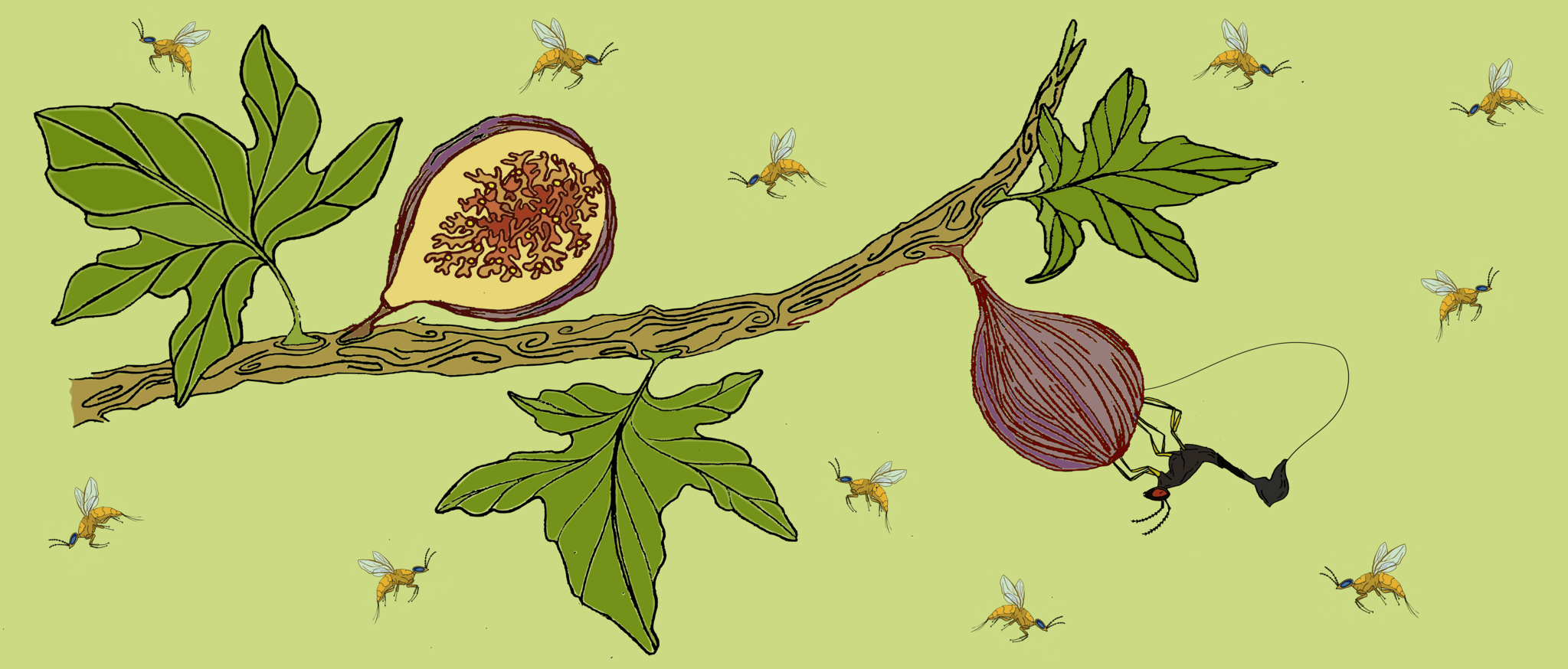 iThink Biology: Figs