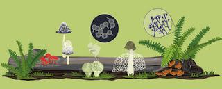 iThink Biology: The kingdom of fungi