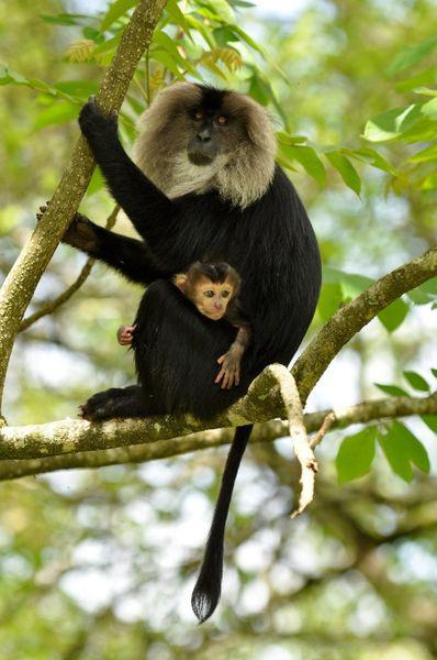 iThink Biology: Western Ghats