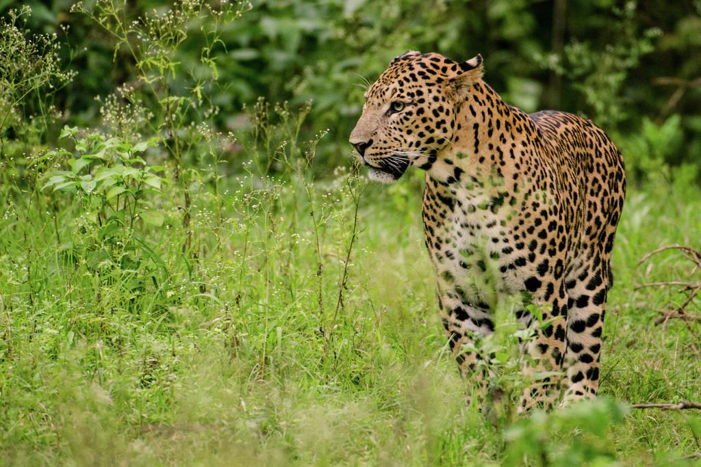 iThink Biology: Feline fables