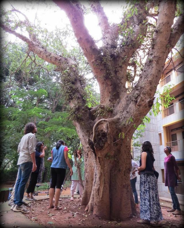 iThink Biology: Figs